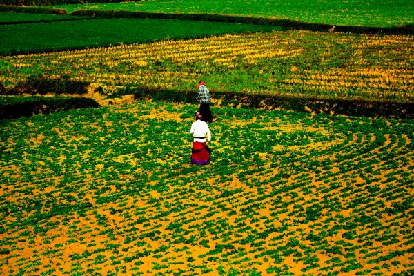 CSS-State share-Mal - Karshika Keralam